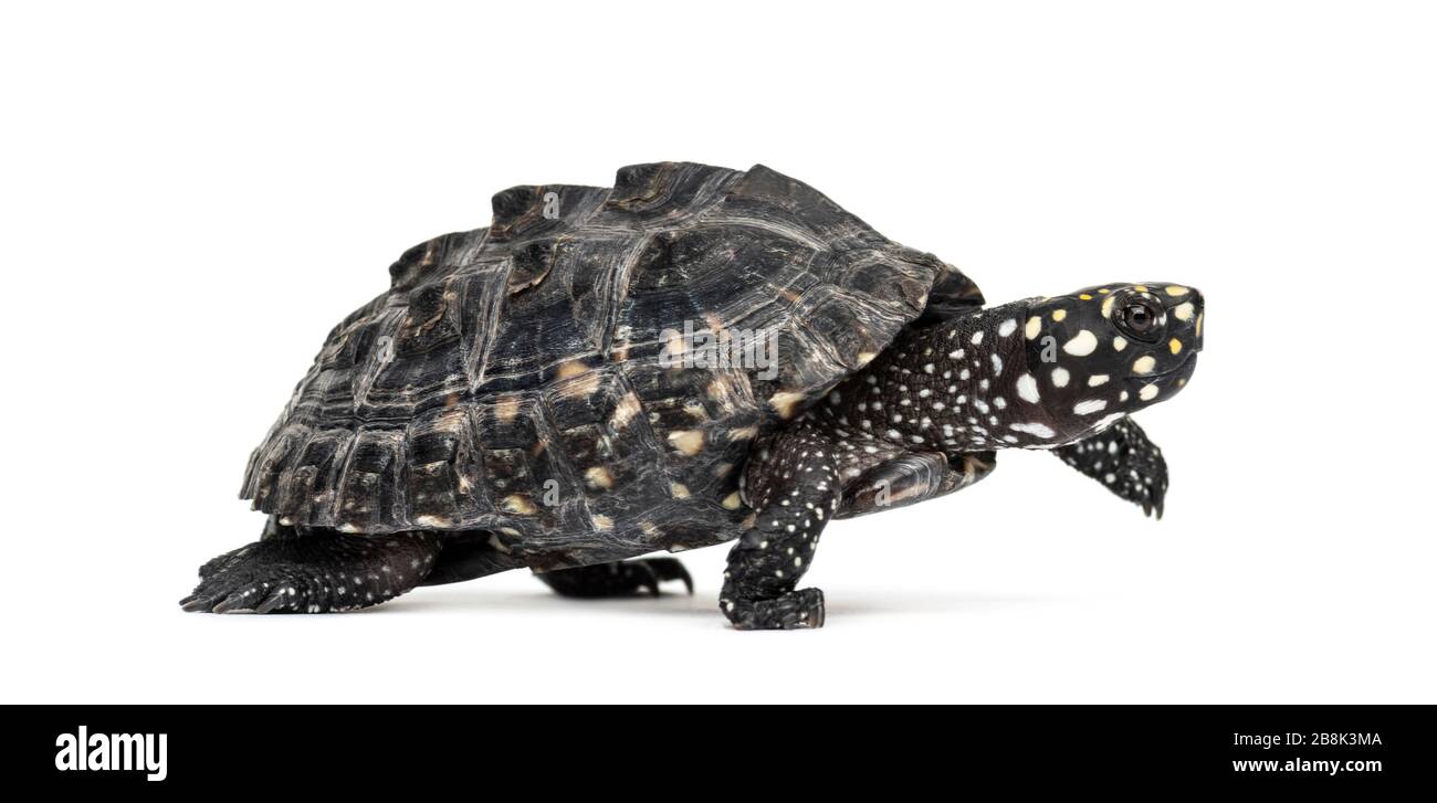 Black pond turtle geoclemys hamiltonii hi-res stock photography and ...