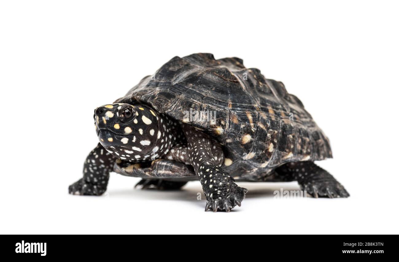 Black pond turtle, Geoclemys hamiltonii, isolated Stock Photo - Alamy