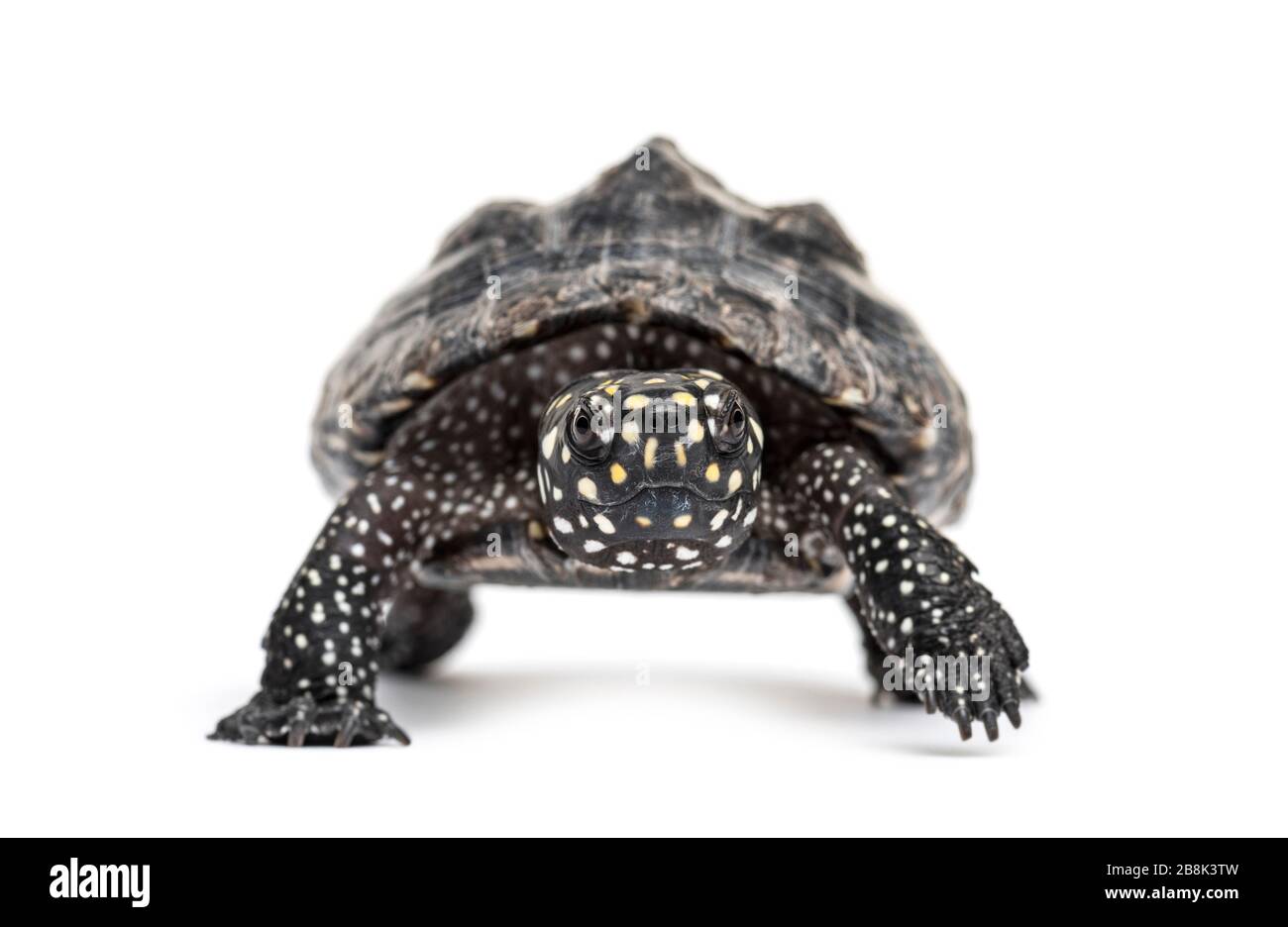Black pond turtle, Geoclemys hamiltonii, isolated Stock Photo - Alamy