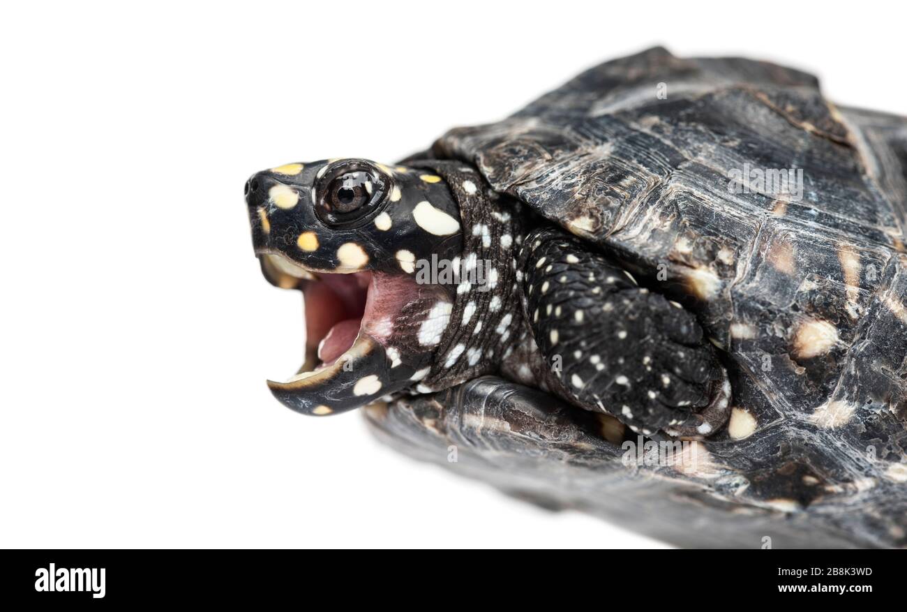 Close-up of a Black pond turtle mounth open, Geoclemys hamiltonii ...
