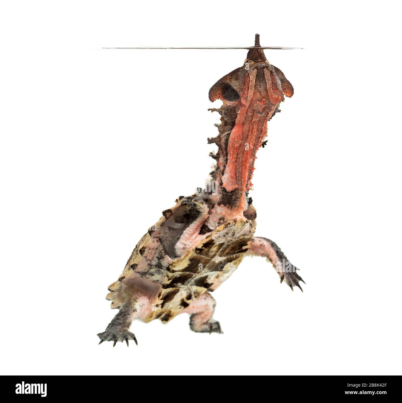 Surfacing Mata Mata, turtle, Chelus fimbriata, isolated on white Stock ...