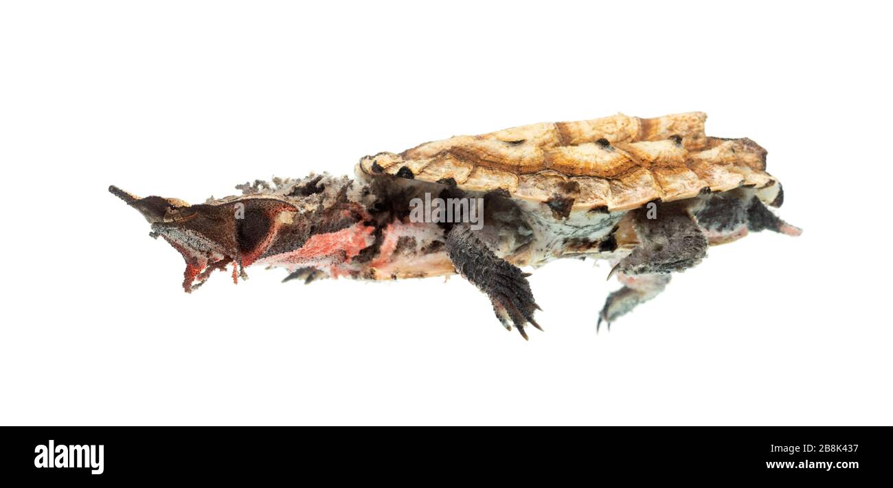 Side view of a Mata Mata swimming, turtle, Chelus fimbriata, isolated ...