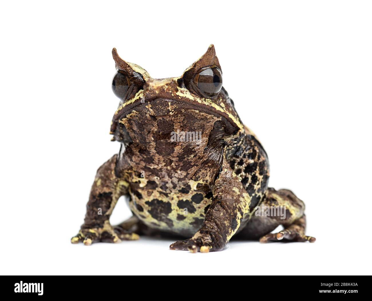 Long nosed rain frog hi-res stock photography and images - Alamy