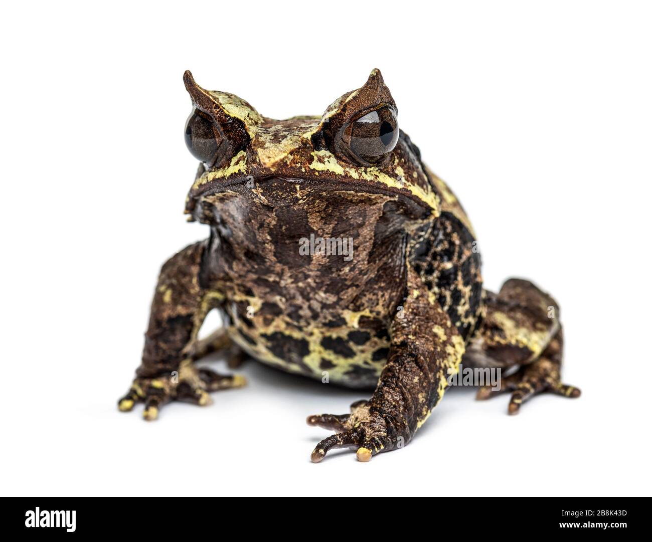 Long-nosed horned frog, Megophrys nasuta, isolated Stock Photo - Alamy