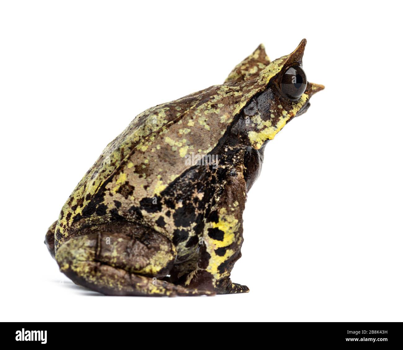 Long-nosed horned frog, Megophrys nasuta, isolated Stock Photo - Alamy
