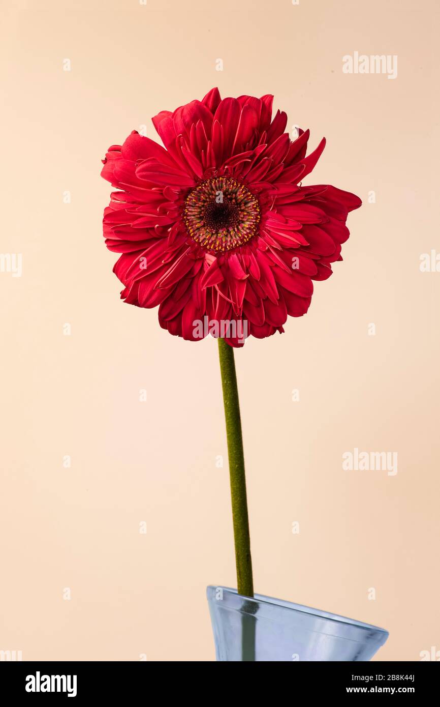 Homogeneous arrangement hi-res stock photography and images - Alamy