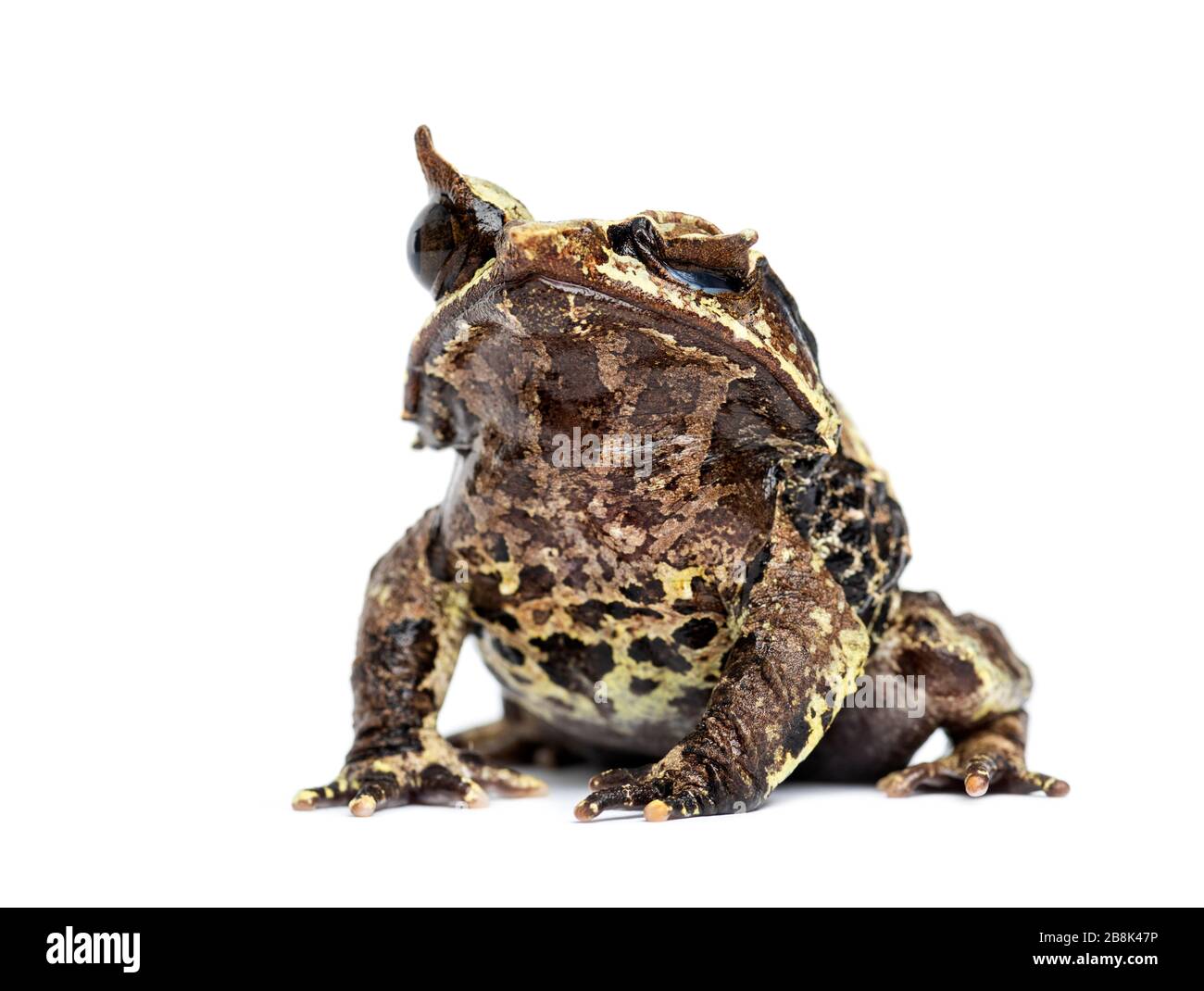 Long-nosed horned frog making a wink, Megophrys nasuta, isolated Stock ...