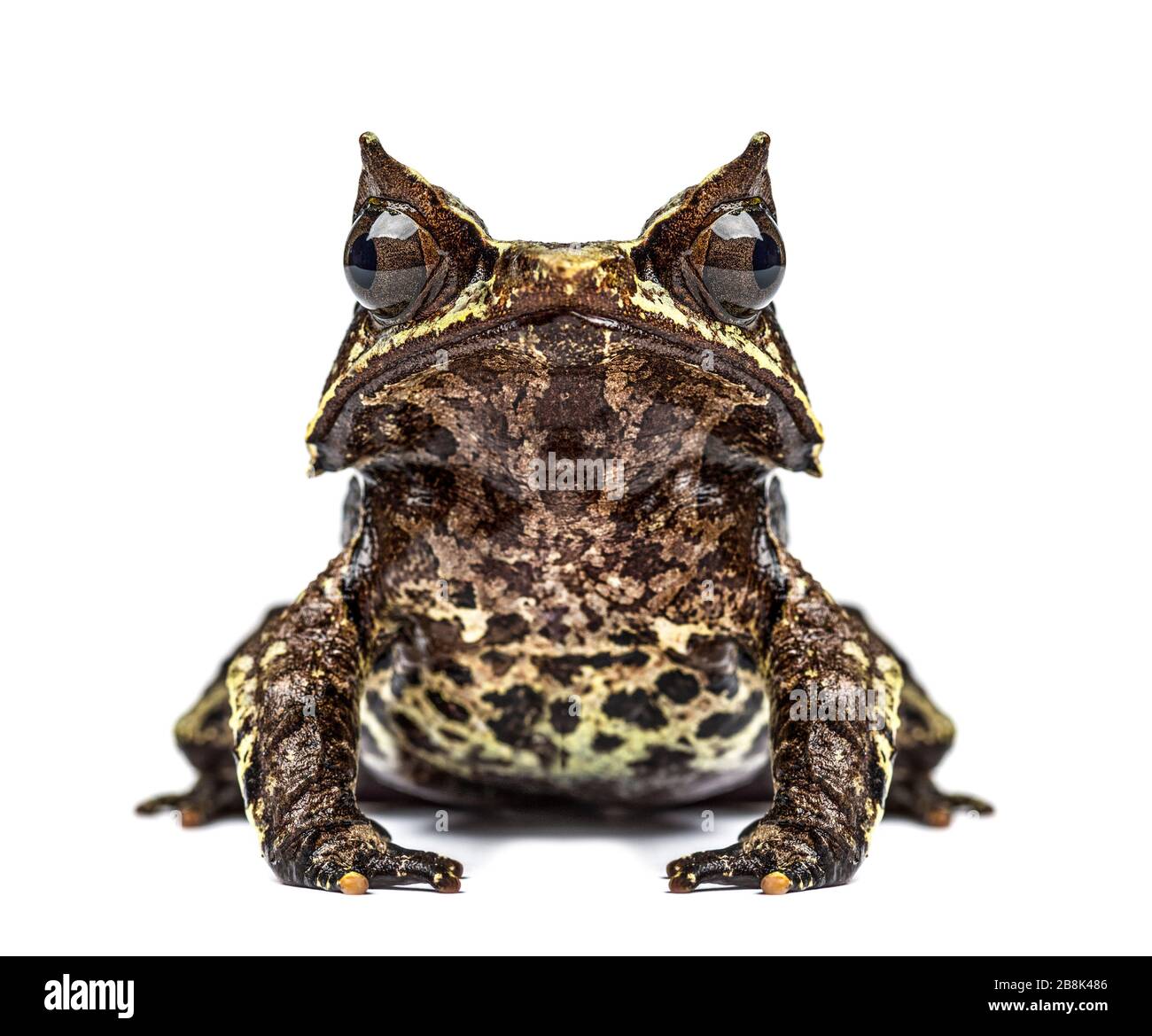 Long-nosed horned frog facing at the camera, Megophrys nasuta, isolated ...