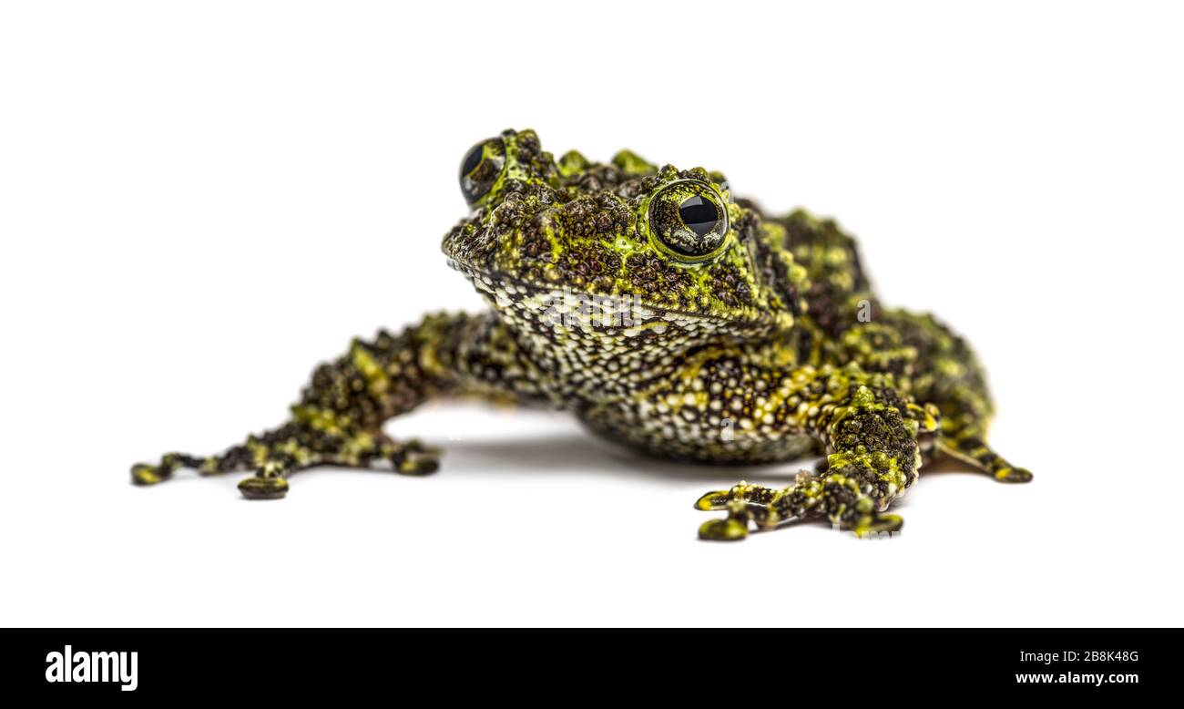 Mossy frog, Theloderma corticale, isolated on white Stock Photo - Alamy