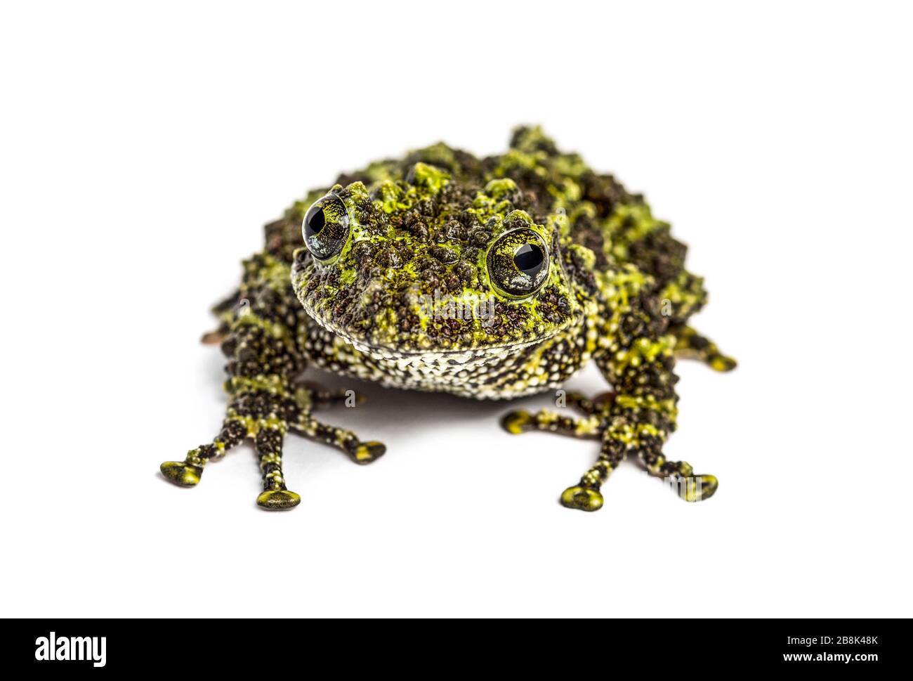 Mossy frog, Theloderma corticale, isolated on white Stock Photo - Alamy