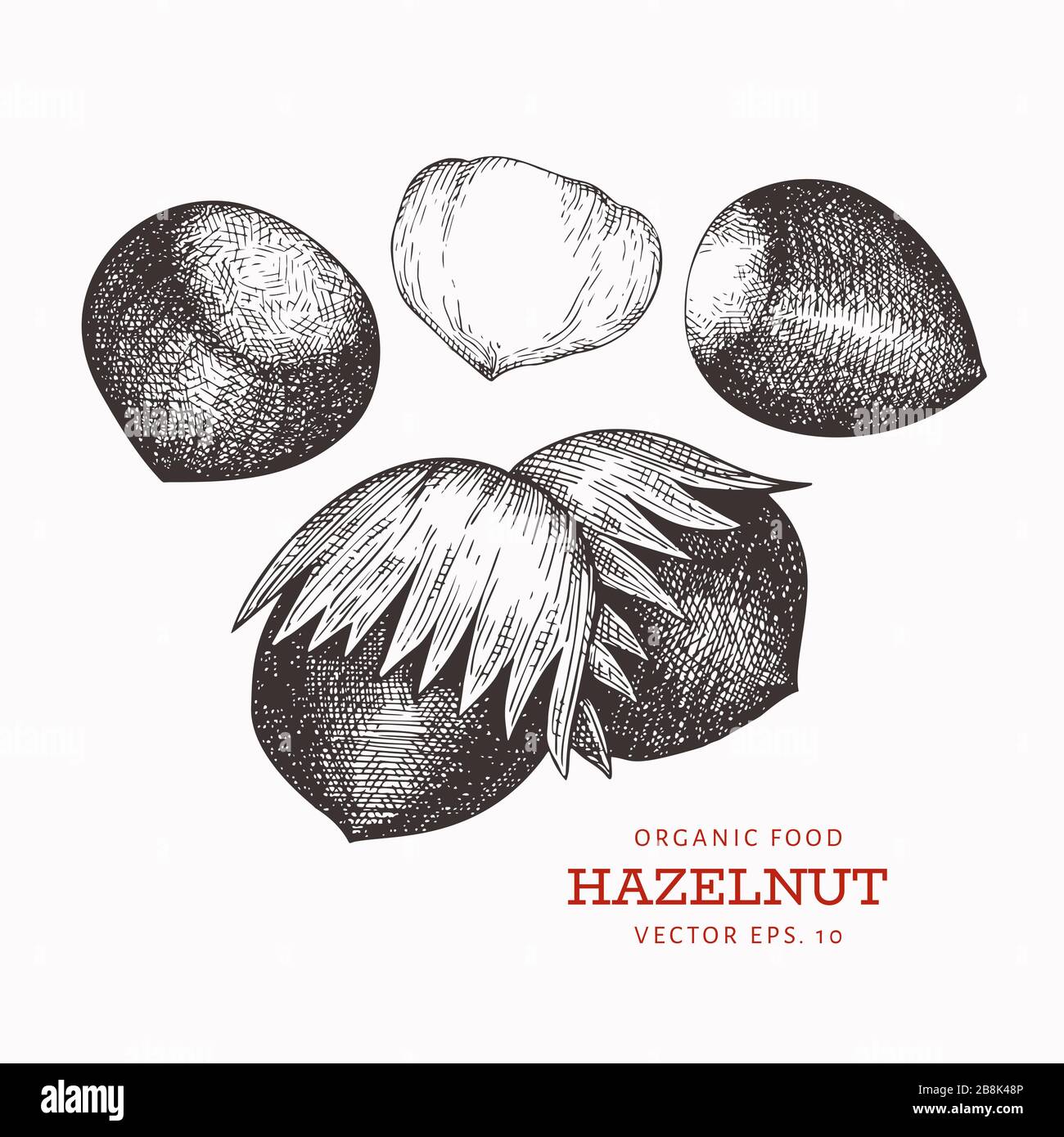 Hand drawn sketch hazelnut. Organic food vector illustration isolated ...