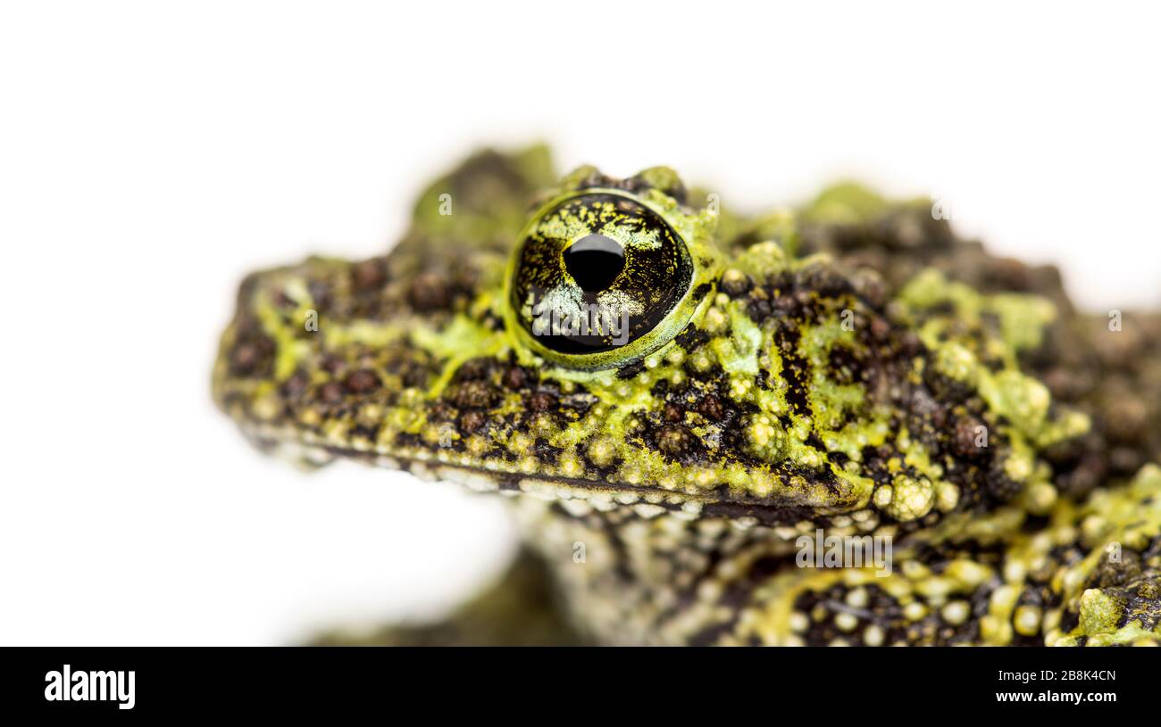 Mossy frog, Theloderma corticale, isolated on white Stock Photo - Alamy