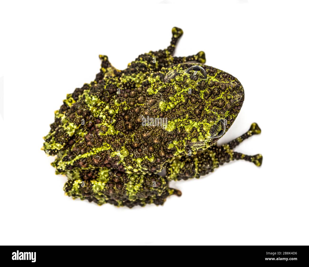 Top view of a Mossy frog, Theloderma corticale, isolated on white Stock ...