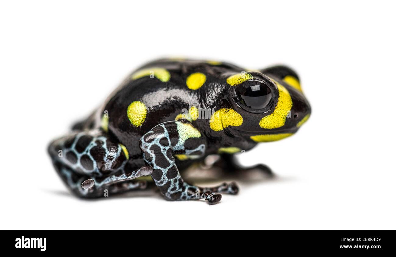 Spotted poison frog, Spotted poison frog, isolated on white Stock Photo ...