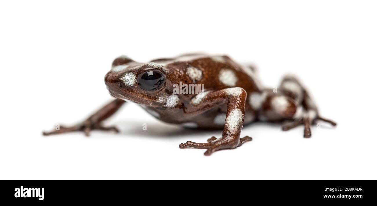 Maranon poison frog, Excidobates mysteriosus, isolated on white Stock ...
