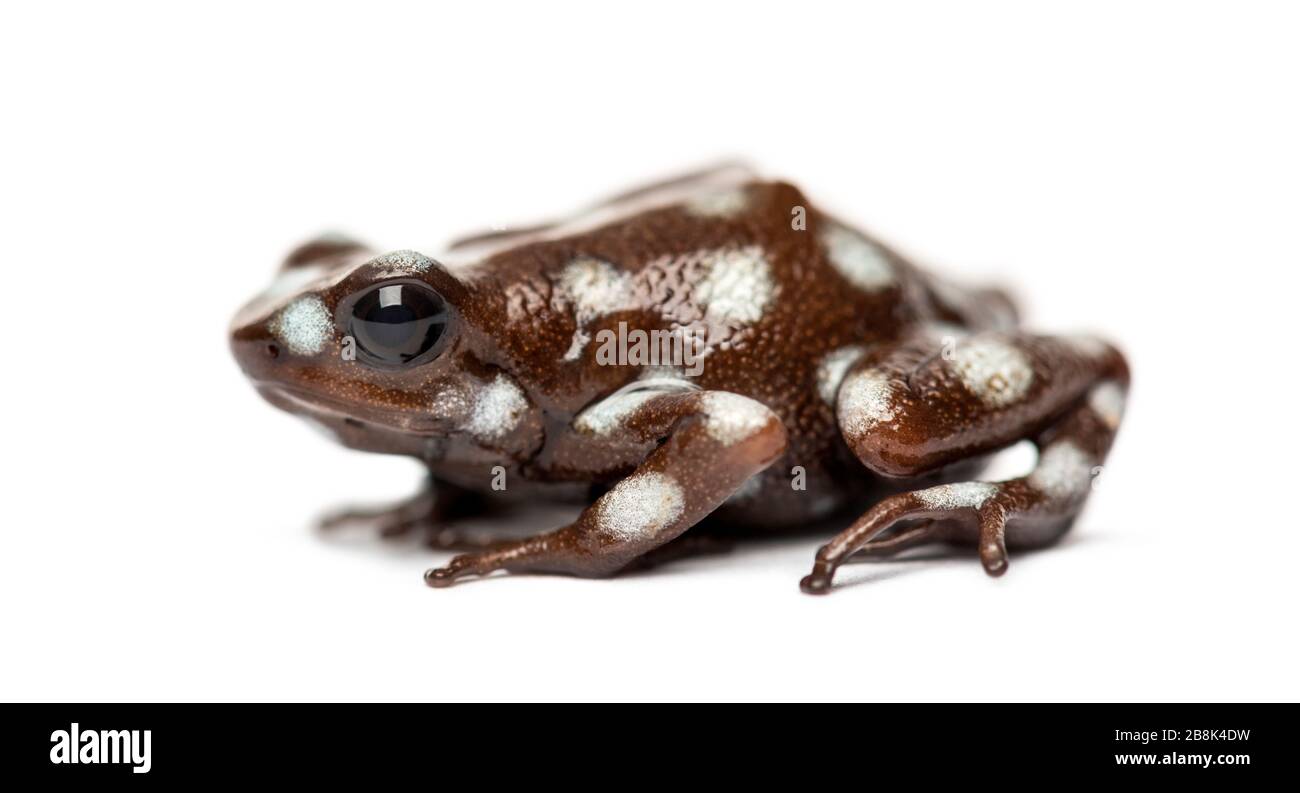 Maranon poison frog, Excidobates mysteriosus, isolated on white Stock ...