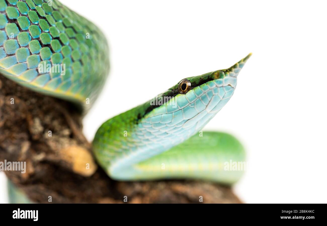 close-up on a Rhino rat snake on a branch, Rhynchophis boulengeri ...