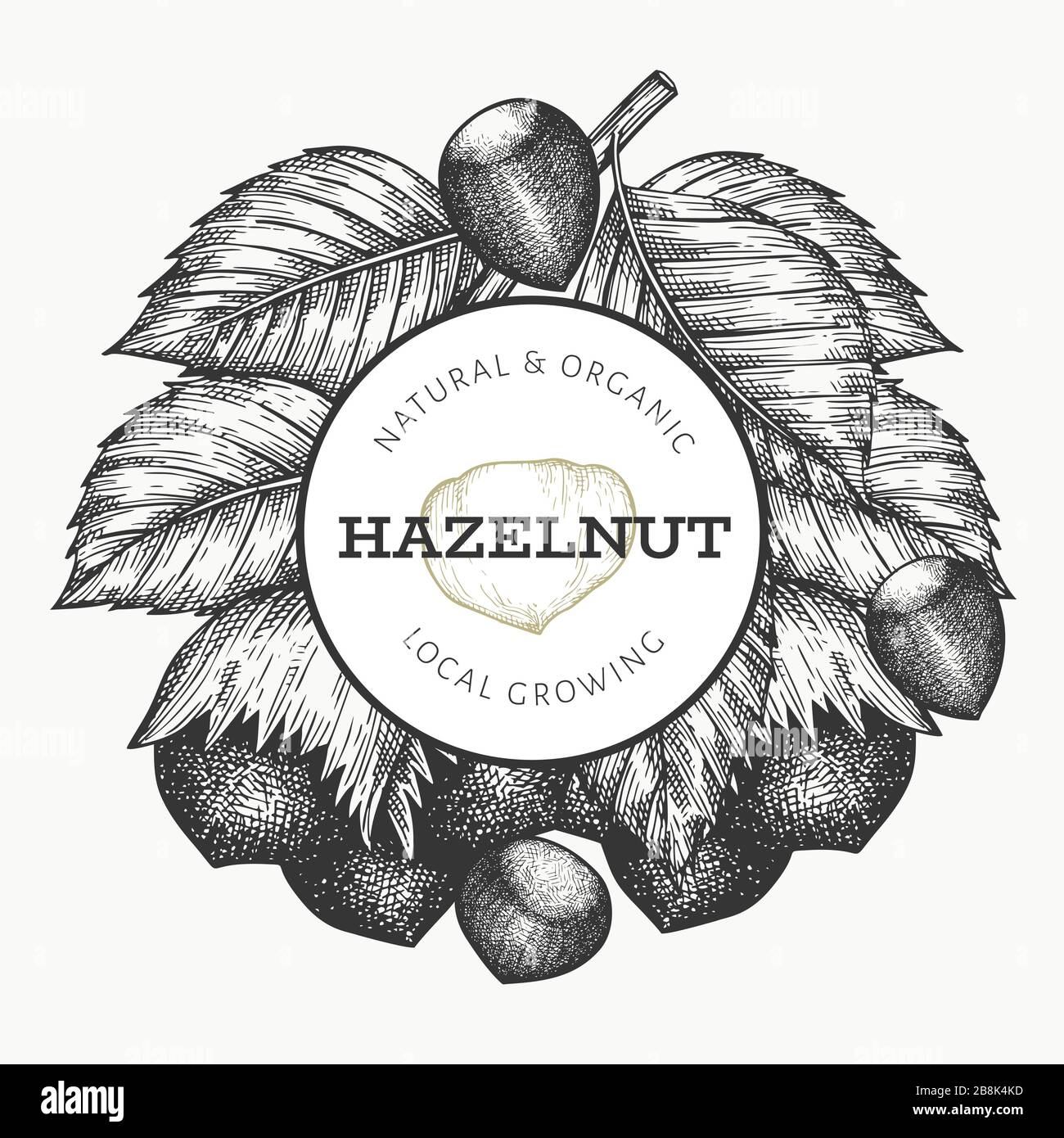 Hand drawn sketch hazelnut design template. Organic food vector ...