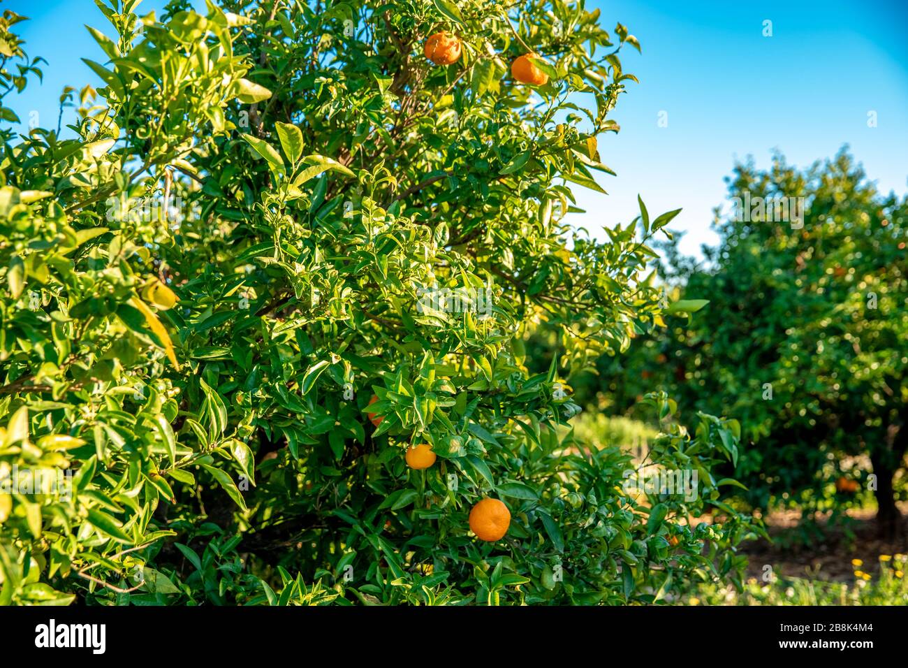 mandarin fields for planting fruit for subsequent processed as juice ...