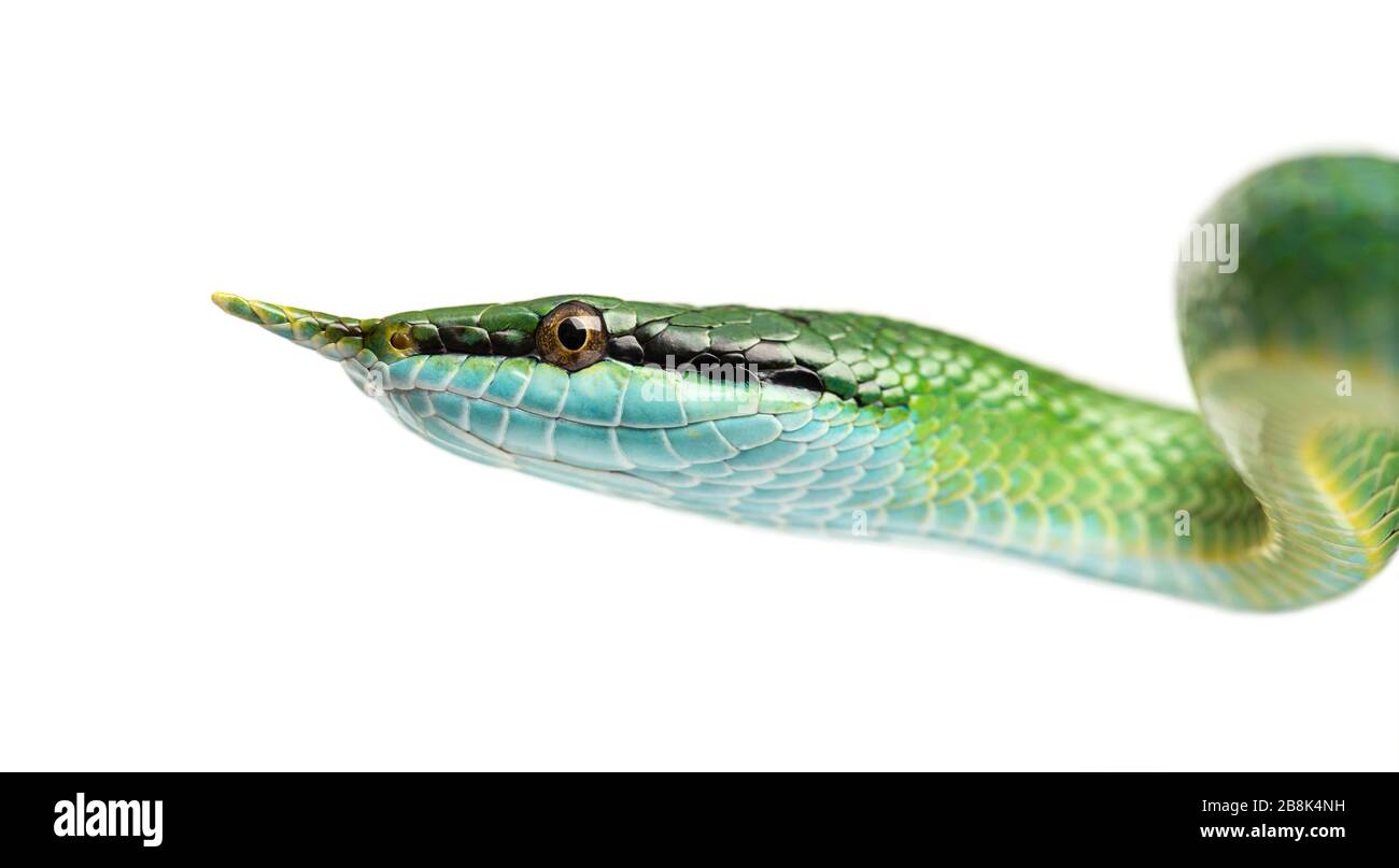 Rhino rat snake, Rhynchophis boulengeri, isolated Stock Photo - Alamy