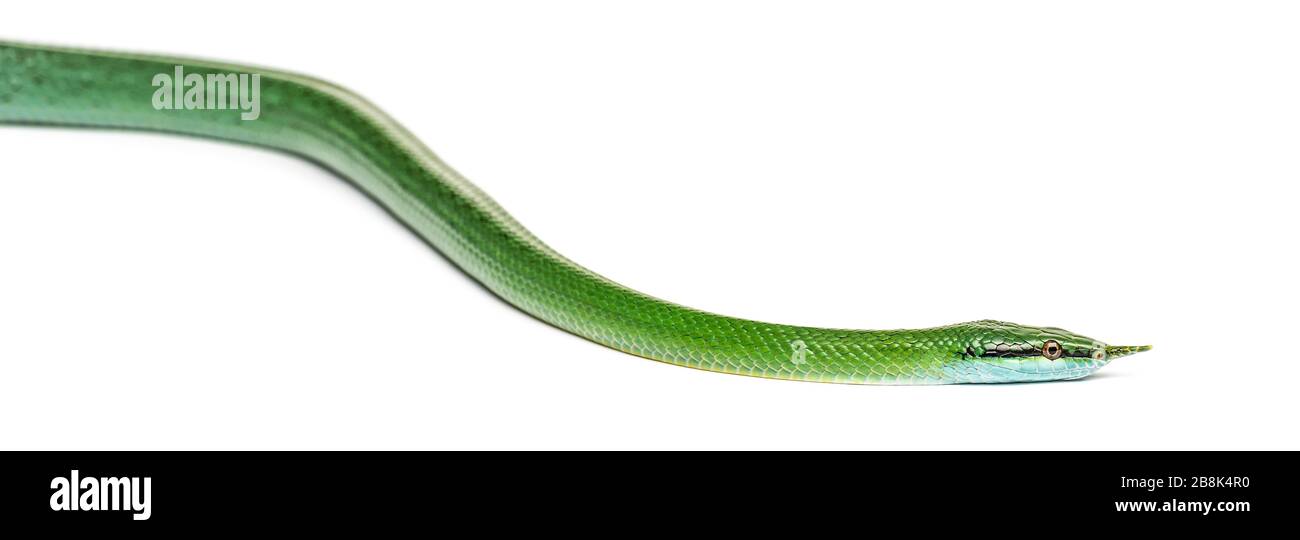 Rhino rat snake, Rhynchophis boulengeri, isolated Stock Photo - Alamy