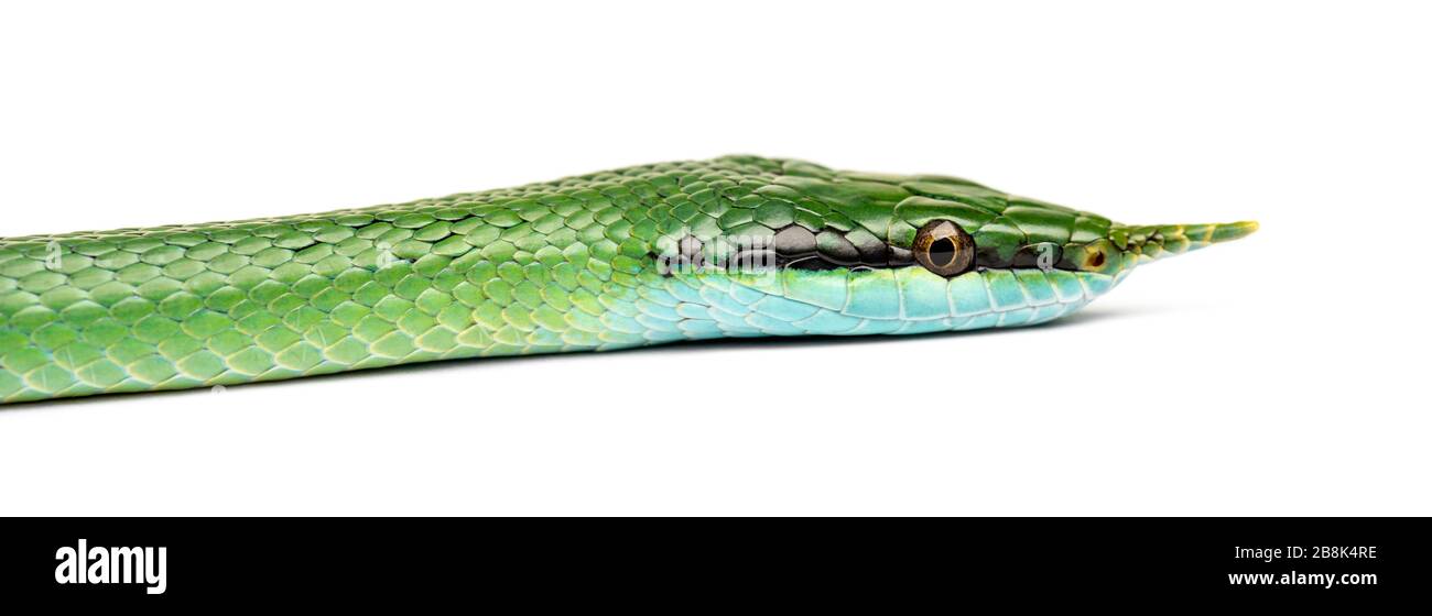 Rhino rat snake head, Rhynchophis boulengeri, isolated Stock Photo - Alamy