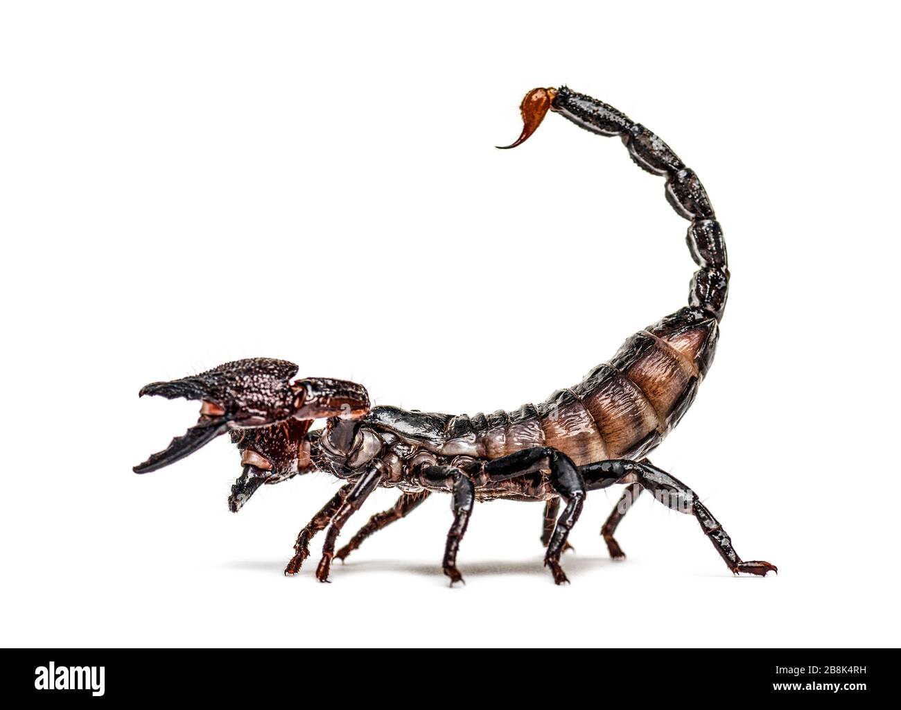 Emperor scorpion defending, Pandinus imperator, isolated Stock Photo ...