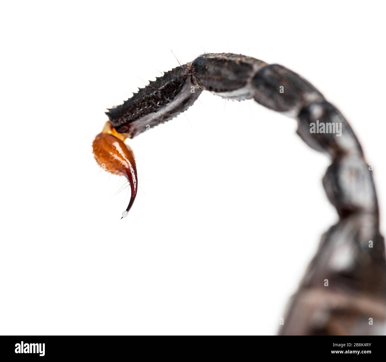 Close-up of a drop of venom on the tail of a Emperor scorpion, Pandinus ...