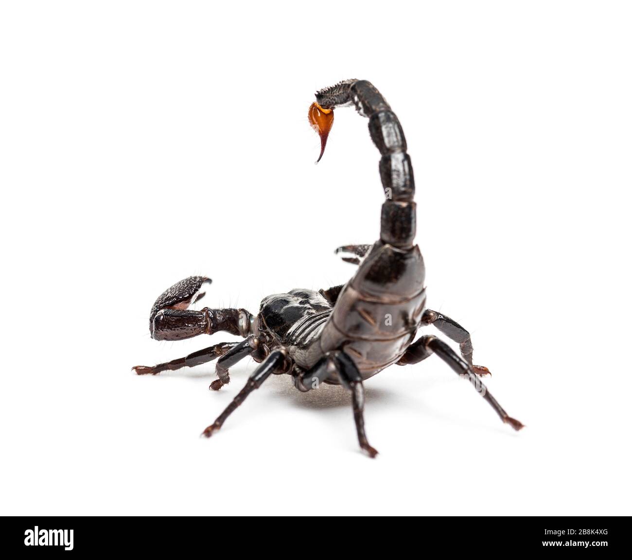 Drop of venom on the tail of a Emperor scorpion, Pandinus imperator ...