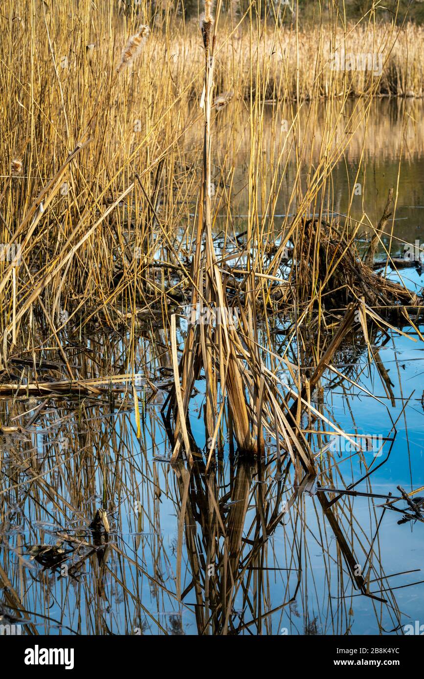 Dried water reed hi-res stock photography and images - Alamy