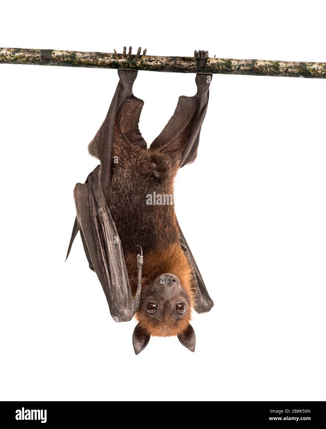 Lyle's flying fox hanging from a branch, Pteropus lylei Stock Photo - Alamy