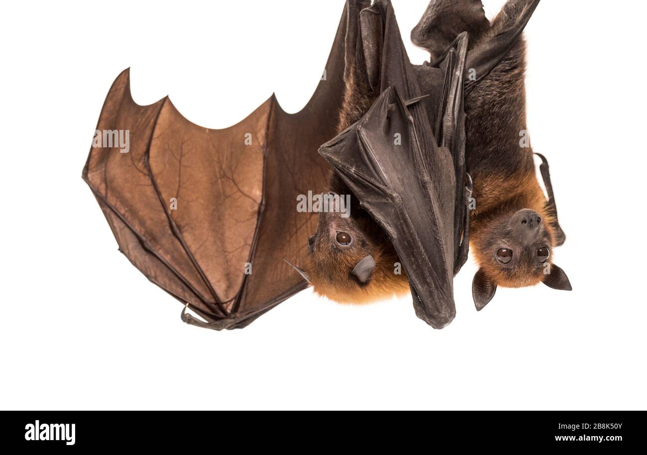 Lyle's flying fox hanging from a branch, Pteropus lylei, isolated Stock ...