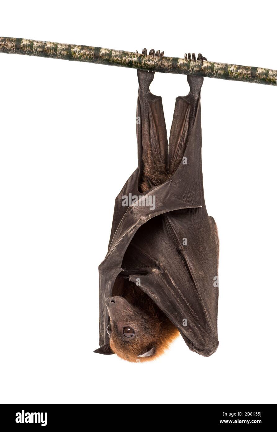 Lyle's flying fox hanging from a branch, Pteropus lylei, isolated Stock ...