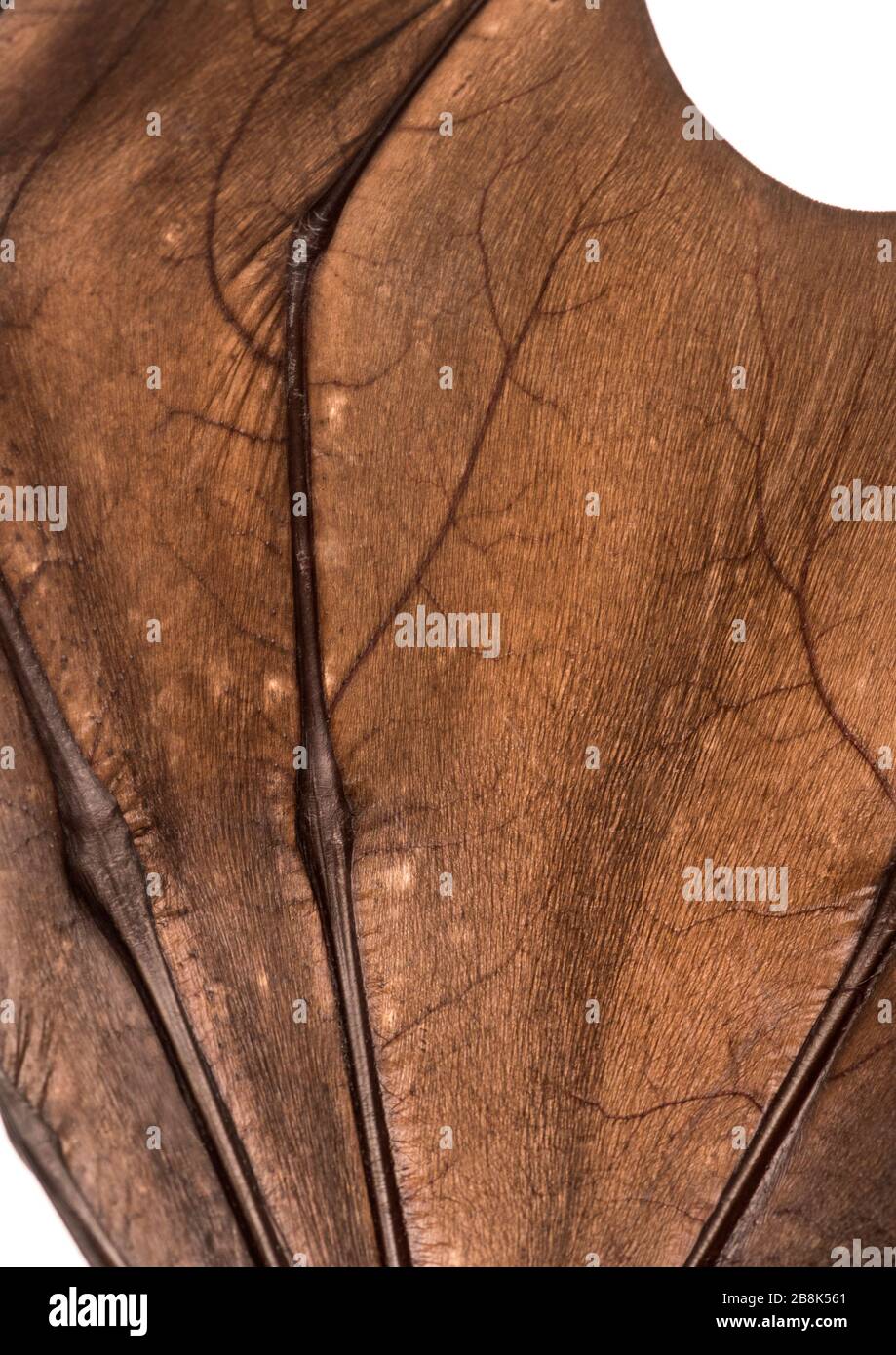 Flying fox hi-res stock photography and images - Alamy