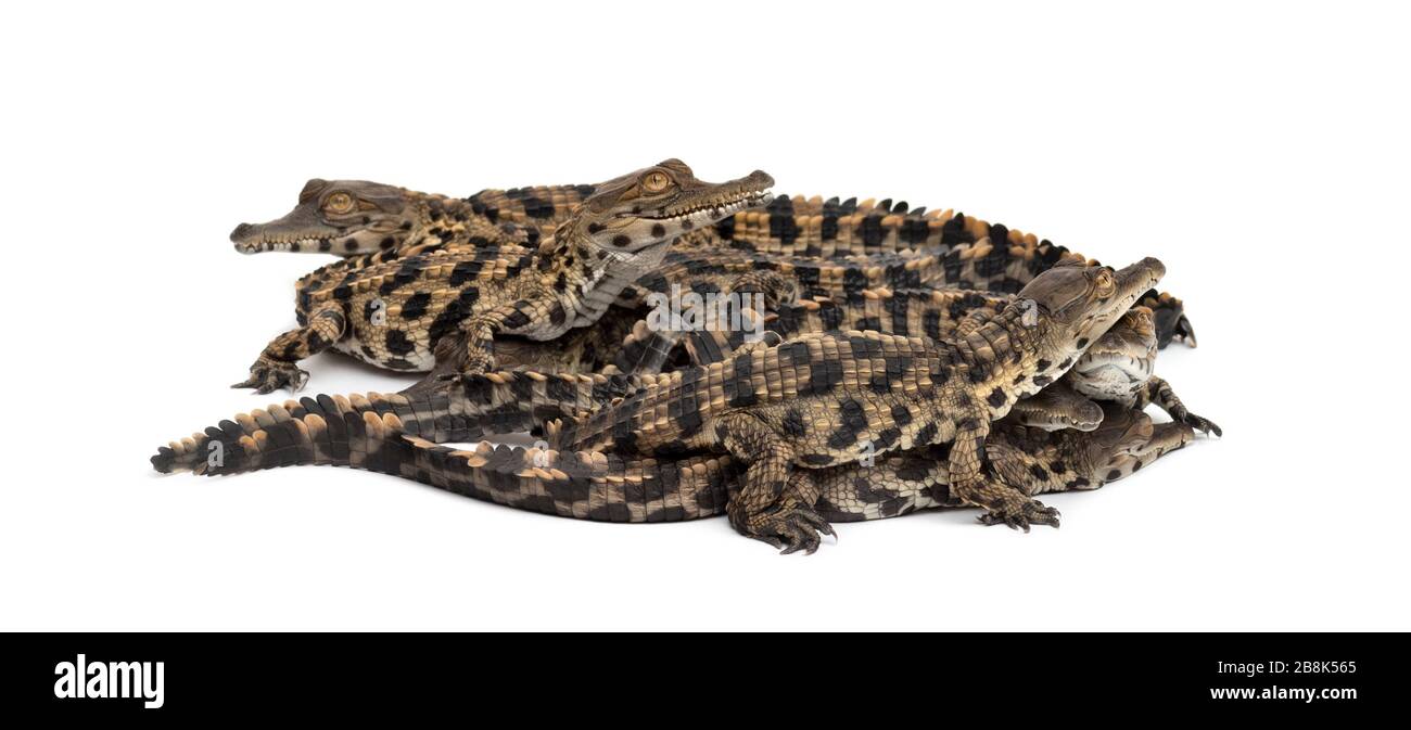 Group of Young West African slender-snouted crocodile, Mecistops ...