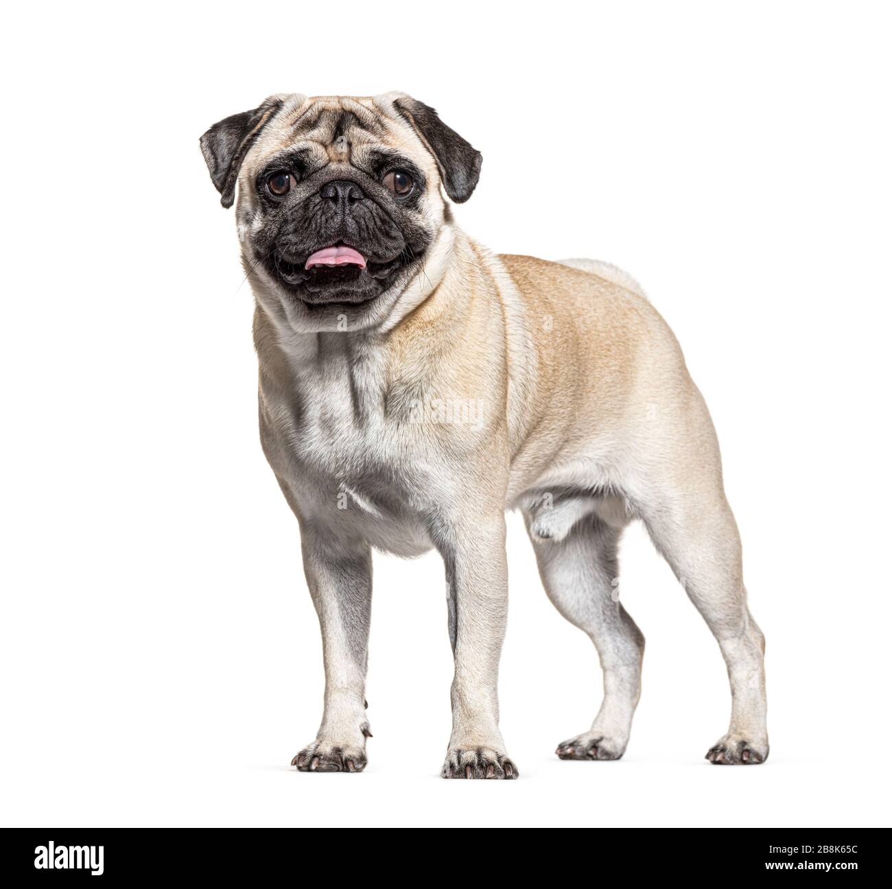 Pug standing, isolated on white Stock Photo - Alamy