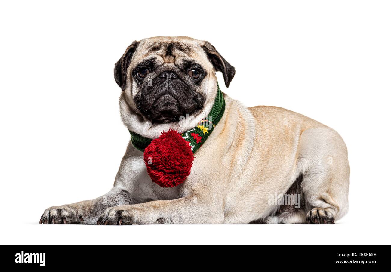 Pug lying down,isolated on white Stock Photo - Alamy