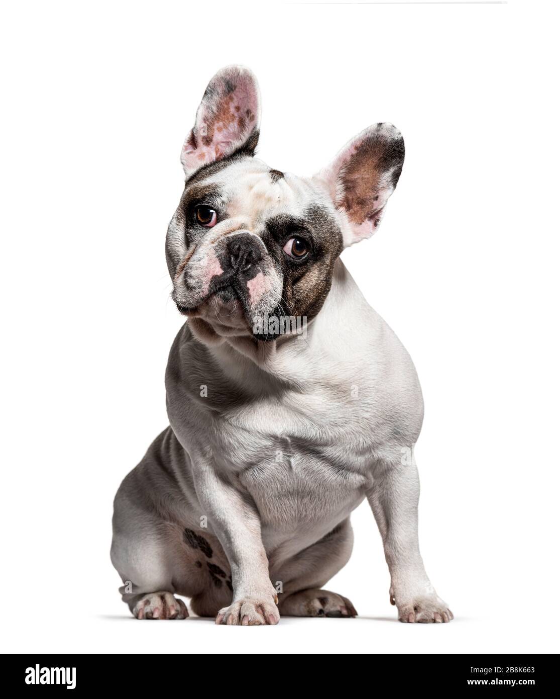 sitting French bulldog looking at the camera, isolated Stock Photo - Alamy