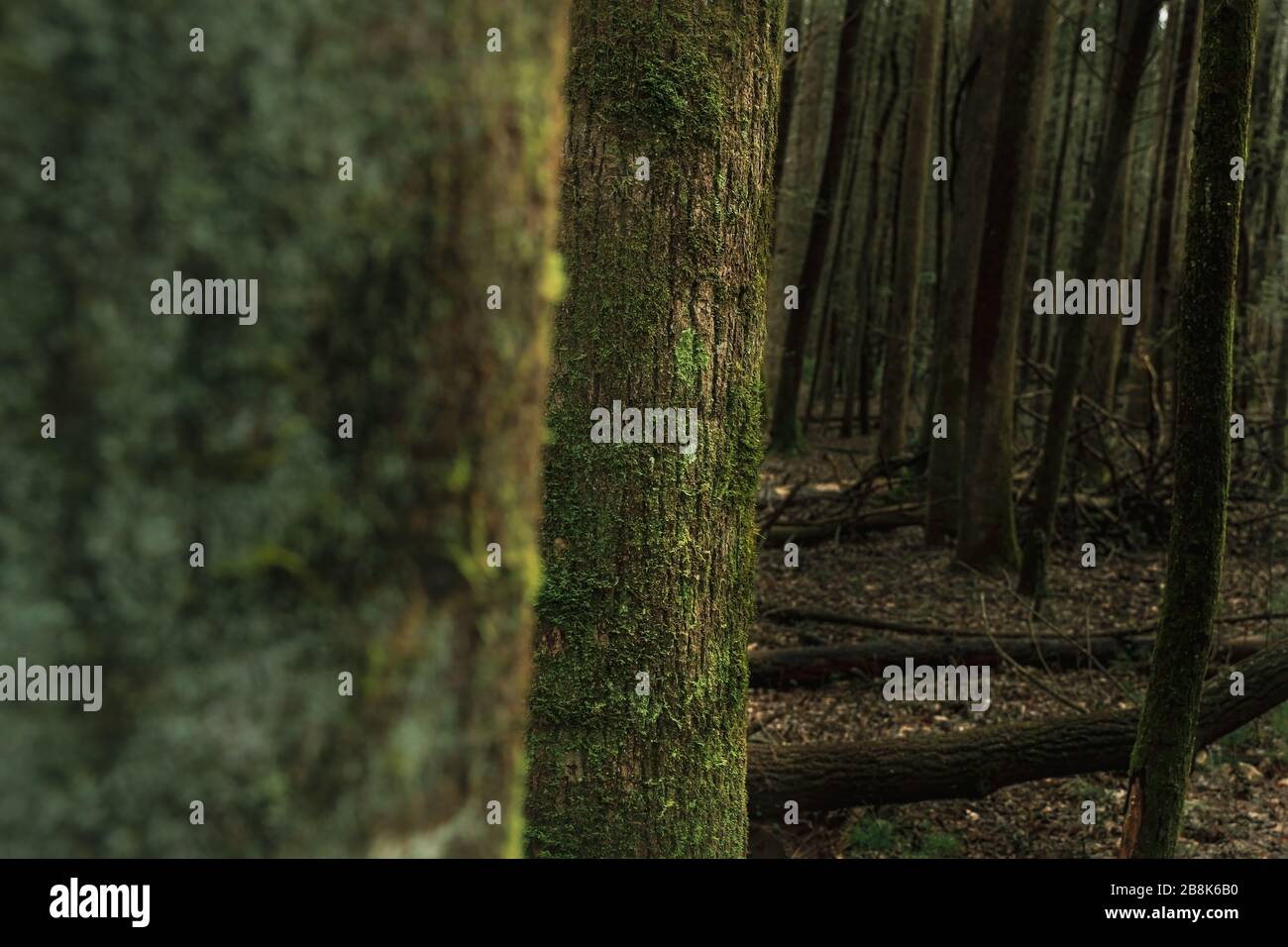 Georgia forest evergreen forest hi-res stock photography and images - Alamy