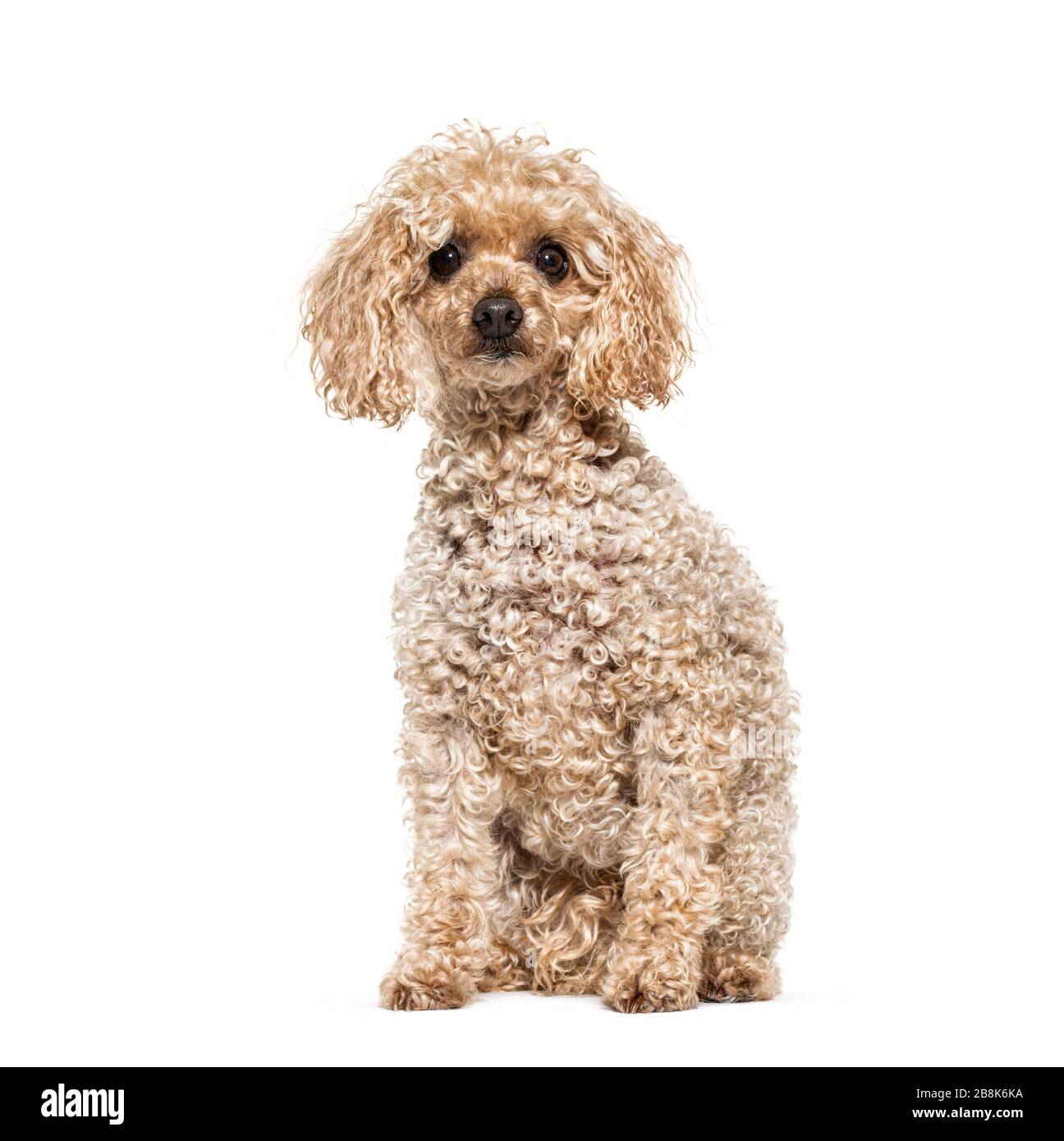 Sitting poodle hi-res stock photography and images - Alamy