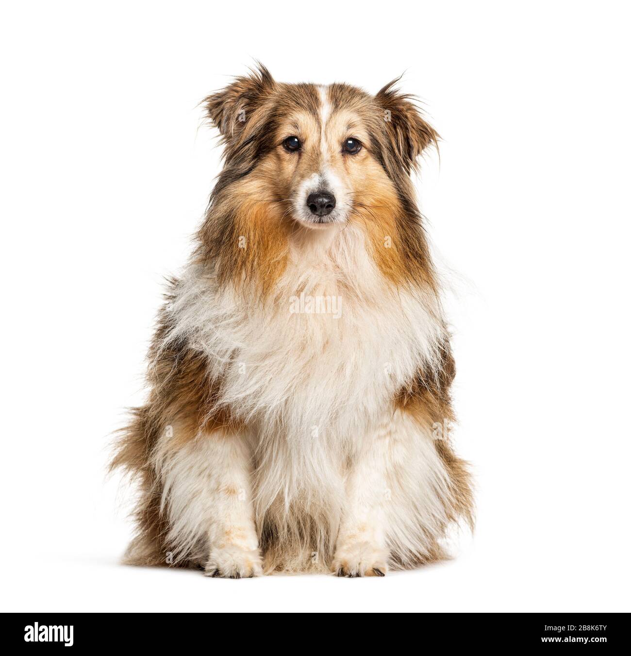 Sitting Shetland Sheepdog, isolated on white Stock Photo - Alamy