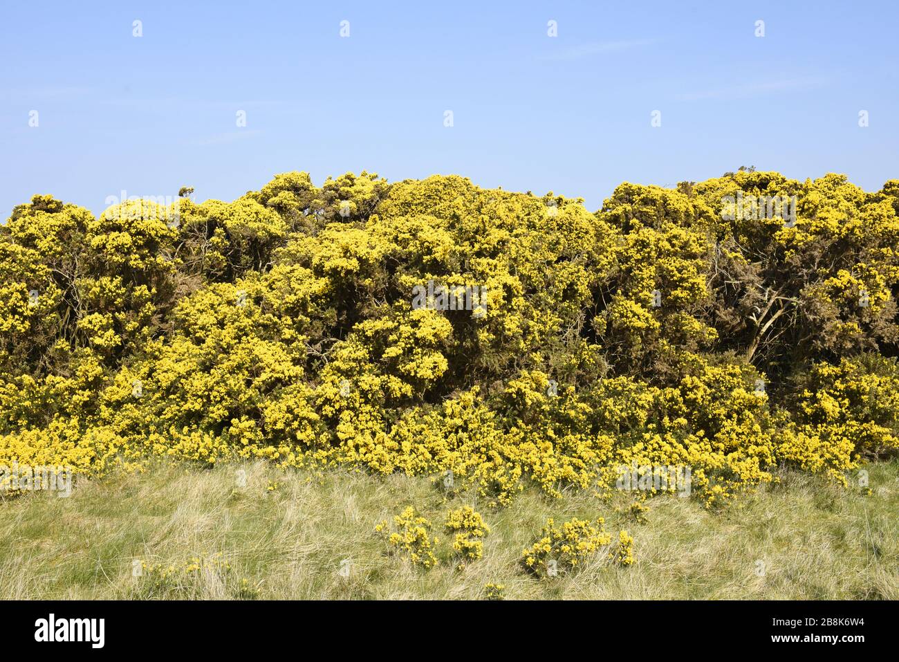 Bright yellow gorse in Scotland against a blue sky. Gorse or ulex is a ...