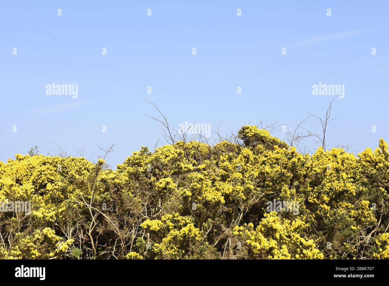 Gorse invasive plant hi-res stock photography and images - Alamy