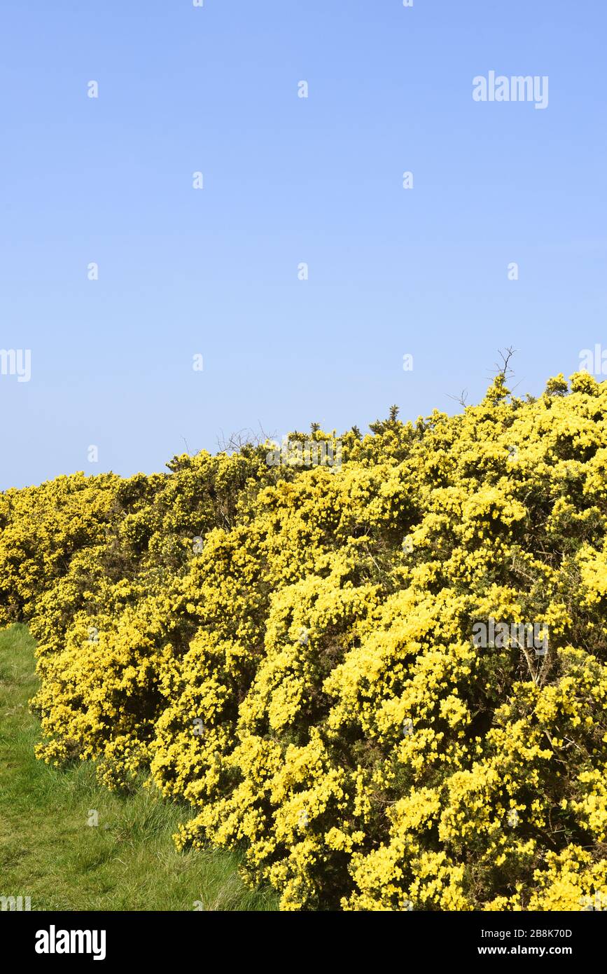 Bright yellow gorse in Scotland against a blue sky. Gorse or ulex is a ...