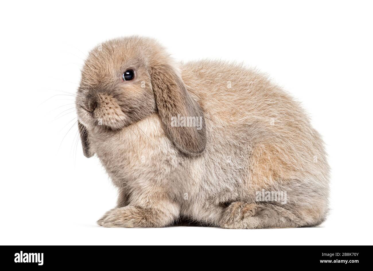 Mini lop rabbit, isolated on white Stock Photo - Alamy