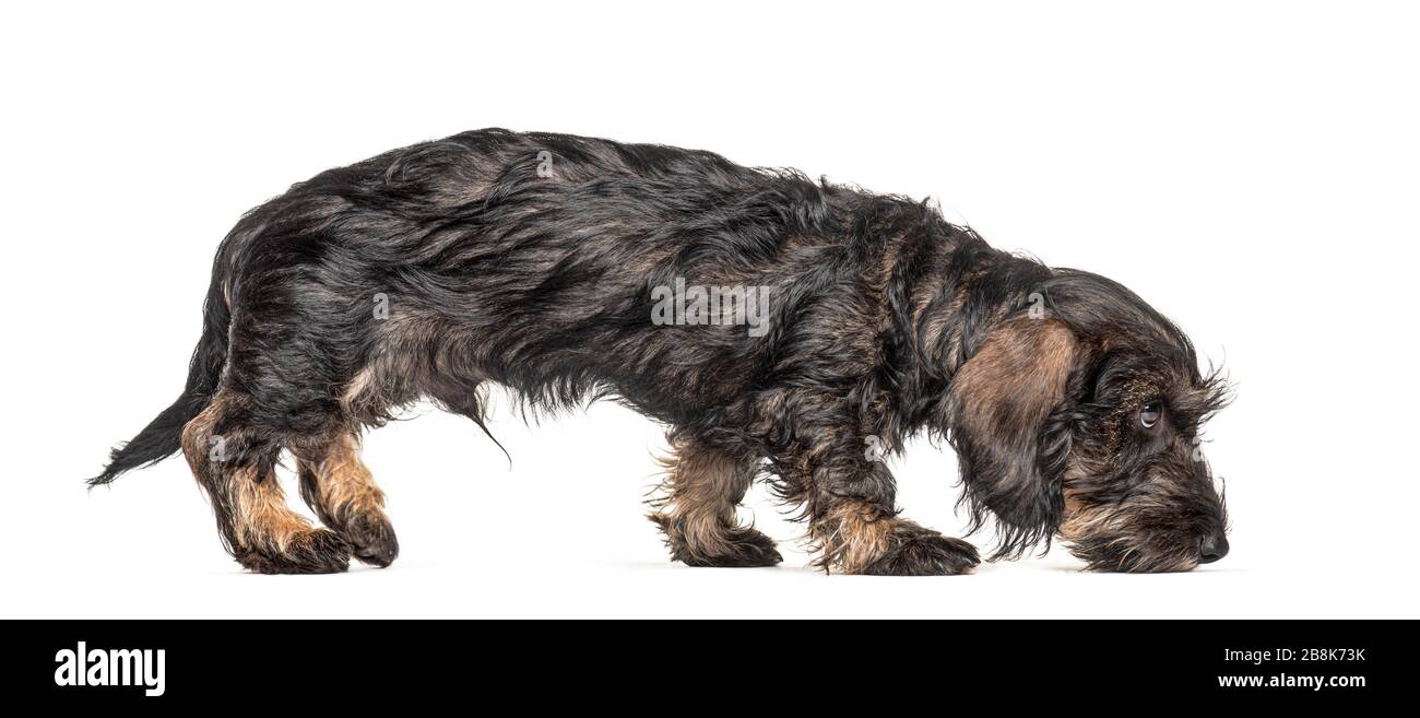 A Dog Smelling The Floor