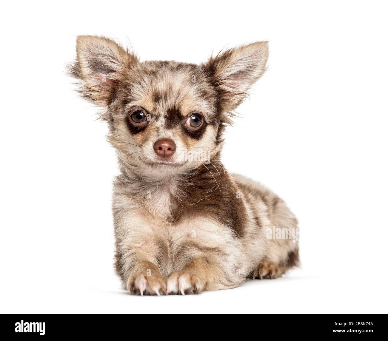 Chihuahua lying down hi-res stock photography and images - Alamy