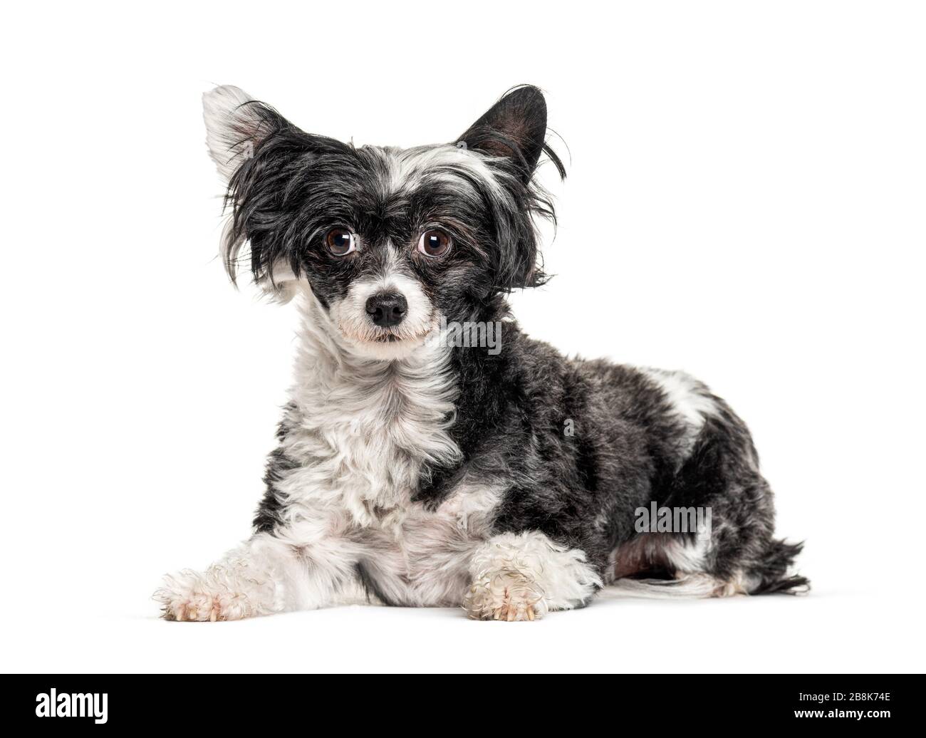 mixedbreed dog with a Chinese Crested Dog, isolated on white Stock ...