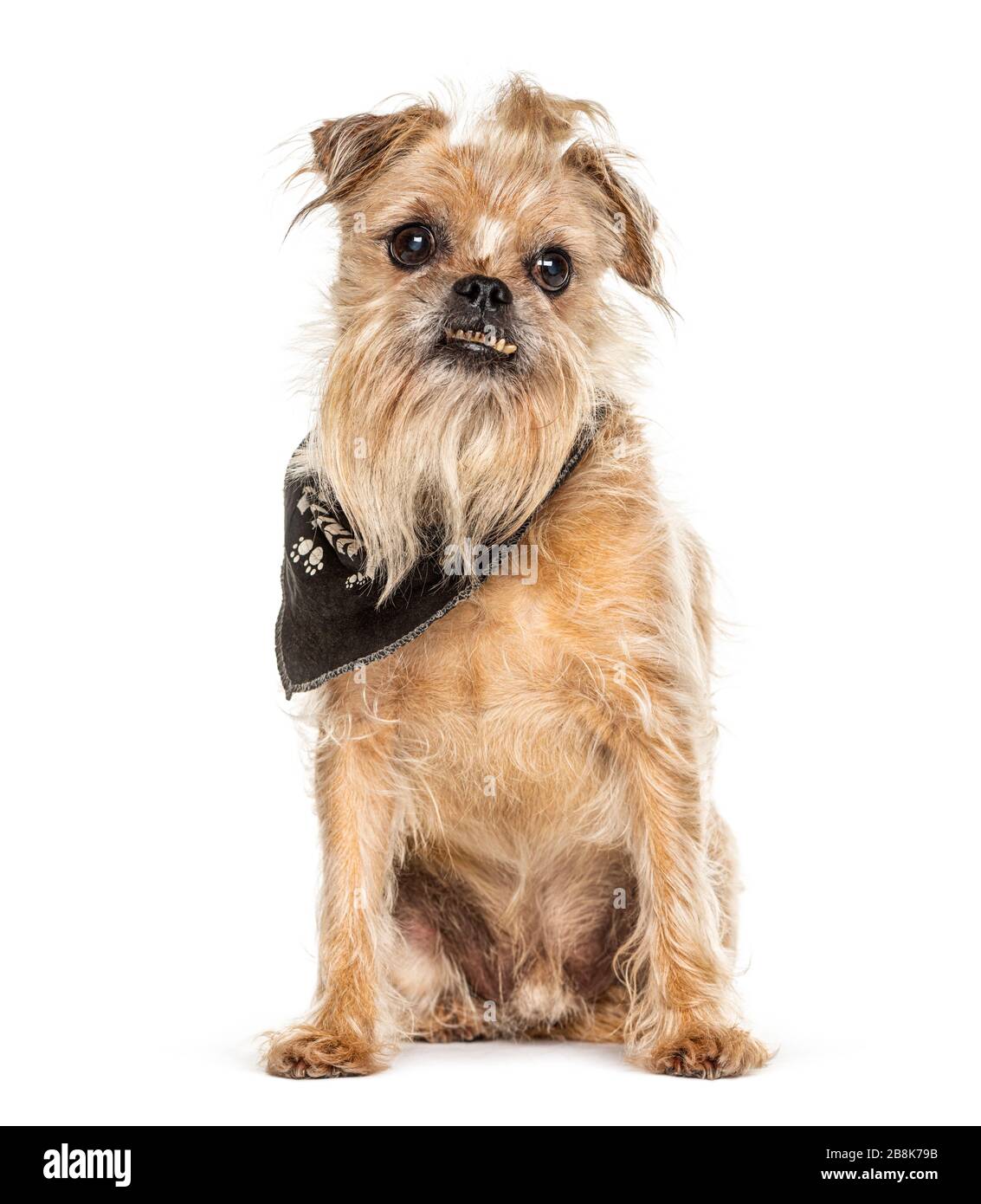 Old Griffon Bruxellois dog showing the tartar on its tooth, isolated on ...