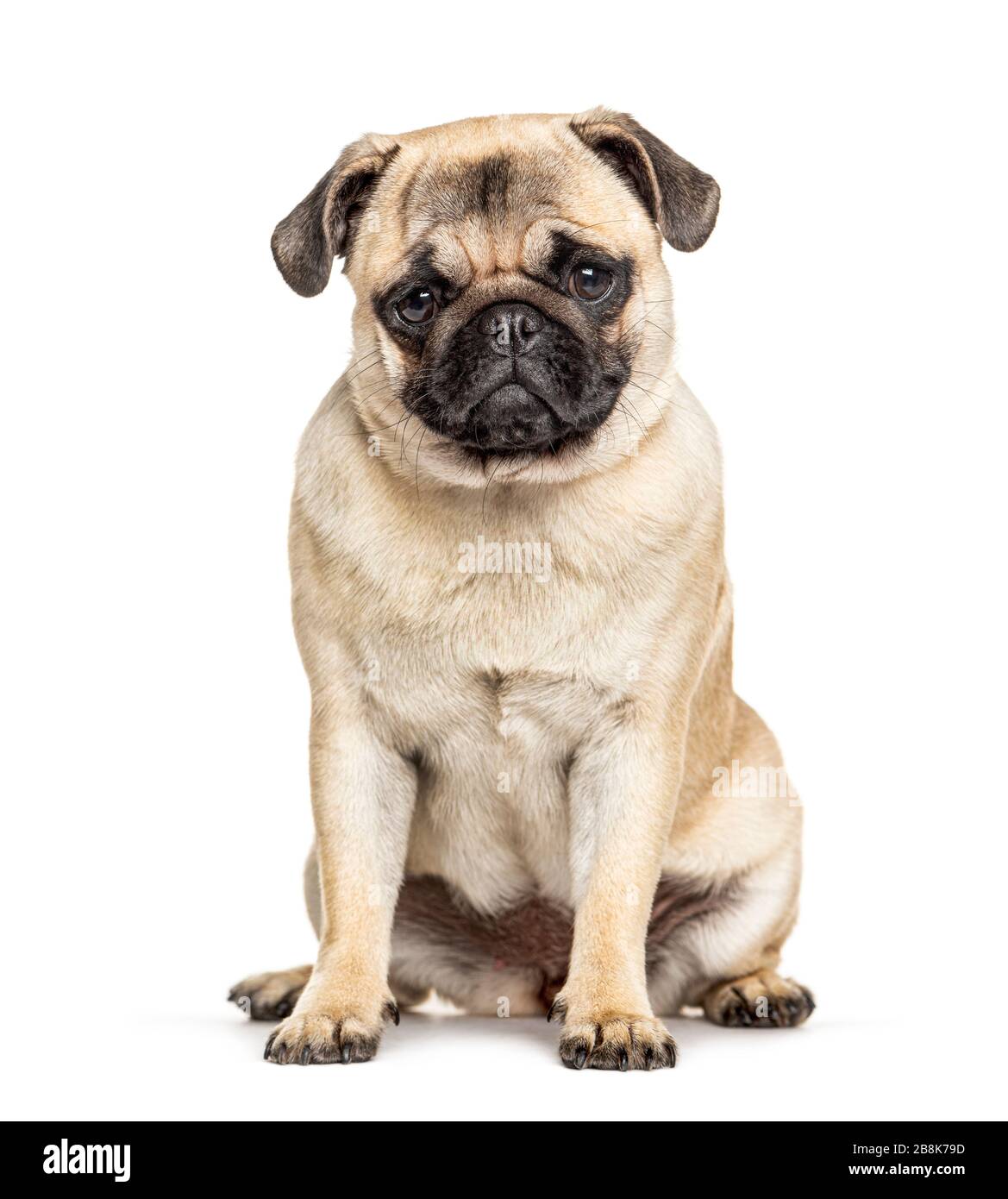 Sitting Pug, isolated on white Stock Photo - Alamy